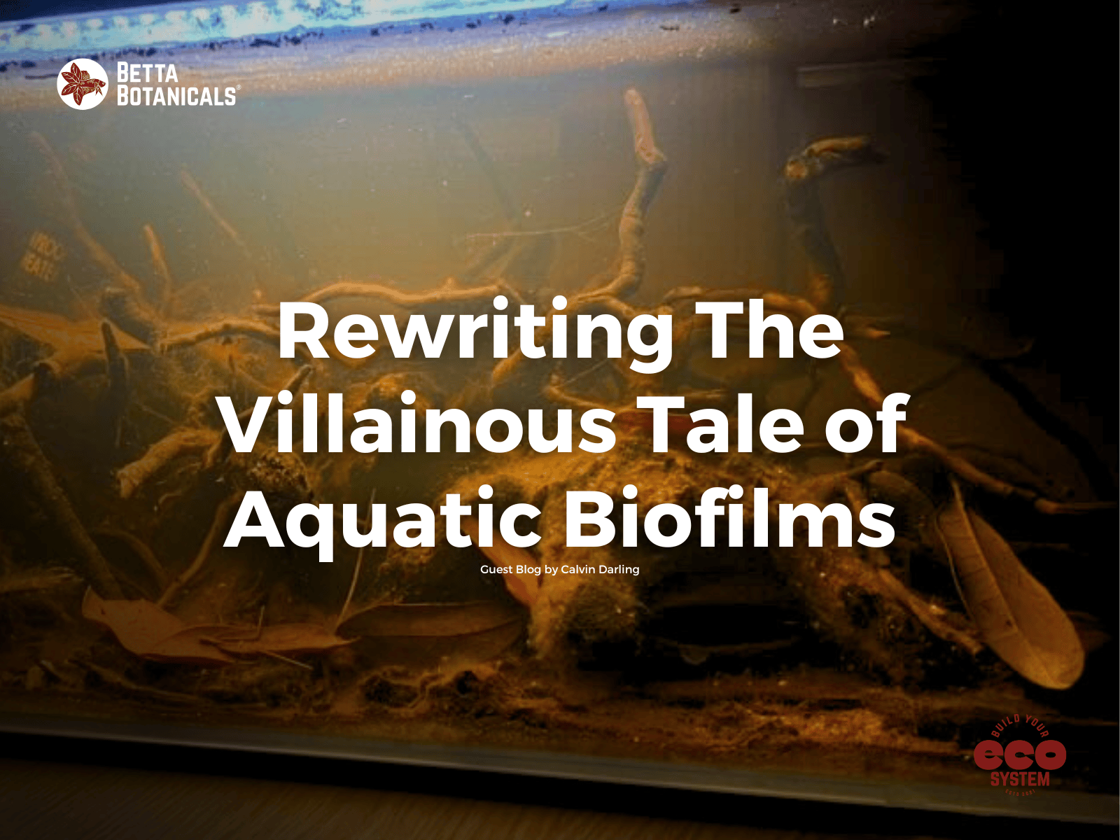 Aquarium Biofilms - The Good, The Bad, And The (NOT) So Ugly – Betta ...