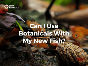 A Guide to Aquarium Botanicals for All Fish | Betta Botanicals – Betta ...