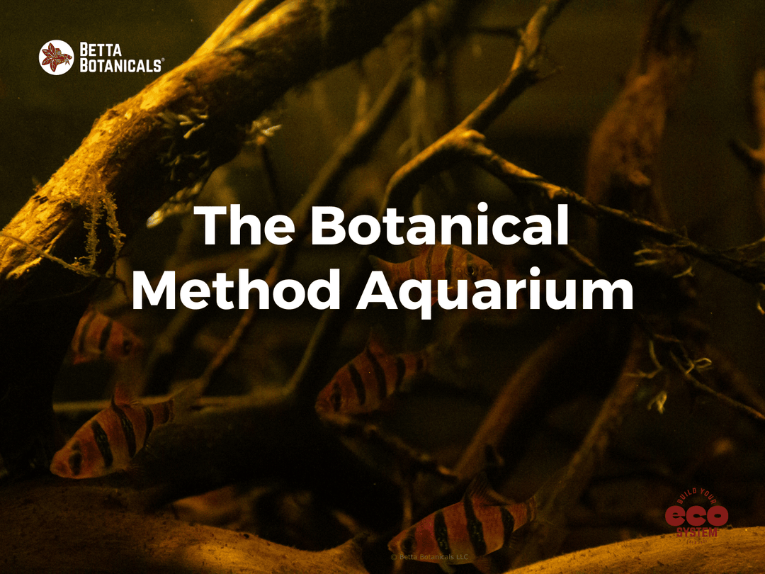 Little Bugs In My Fish Tank: Microfauna of The Botanical Method Aquari ...