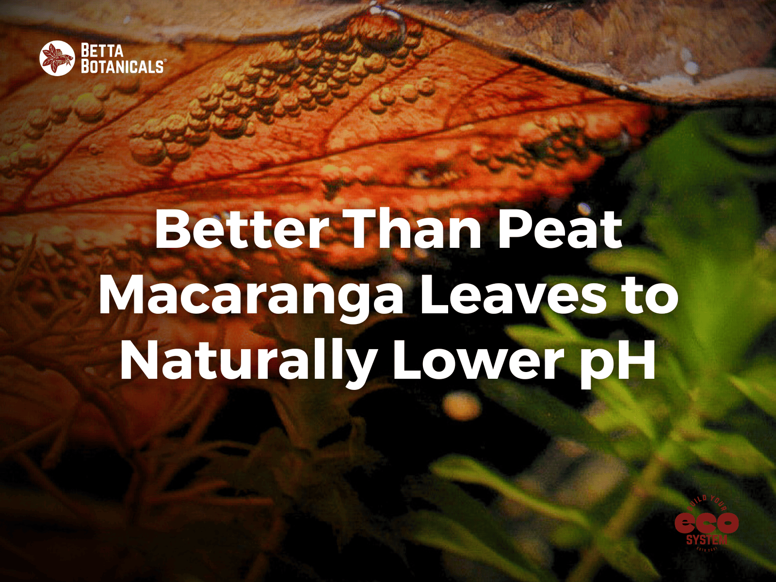 Using Macaranga Leaf Litter to Make a Sumatran Blackwater Biotope – Betta Botanicals | Natural ...
