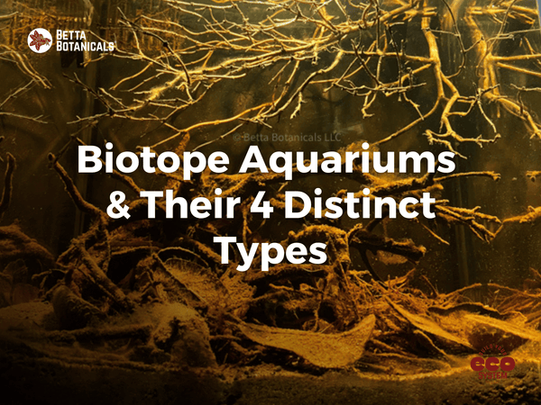 Understanding Biotope Aquariums: Natural Habitat Replication – Betta ...