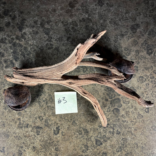 Manzanita Wood for Aquariums | Betta Botanicals – Betta Botanicals ...