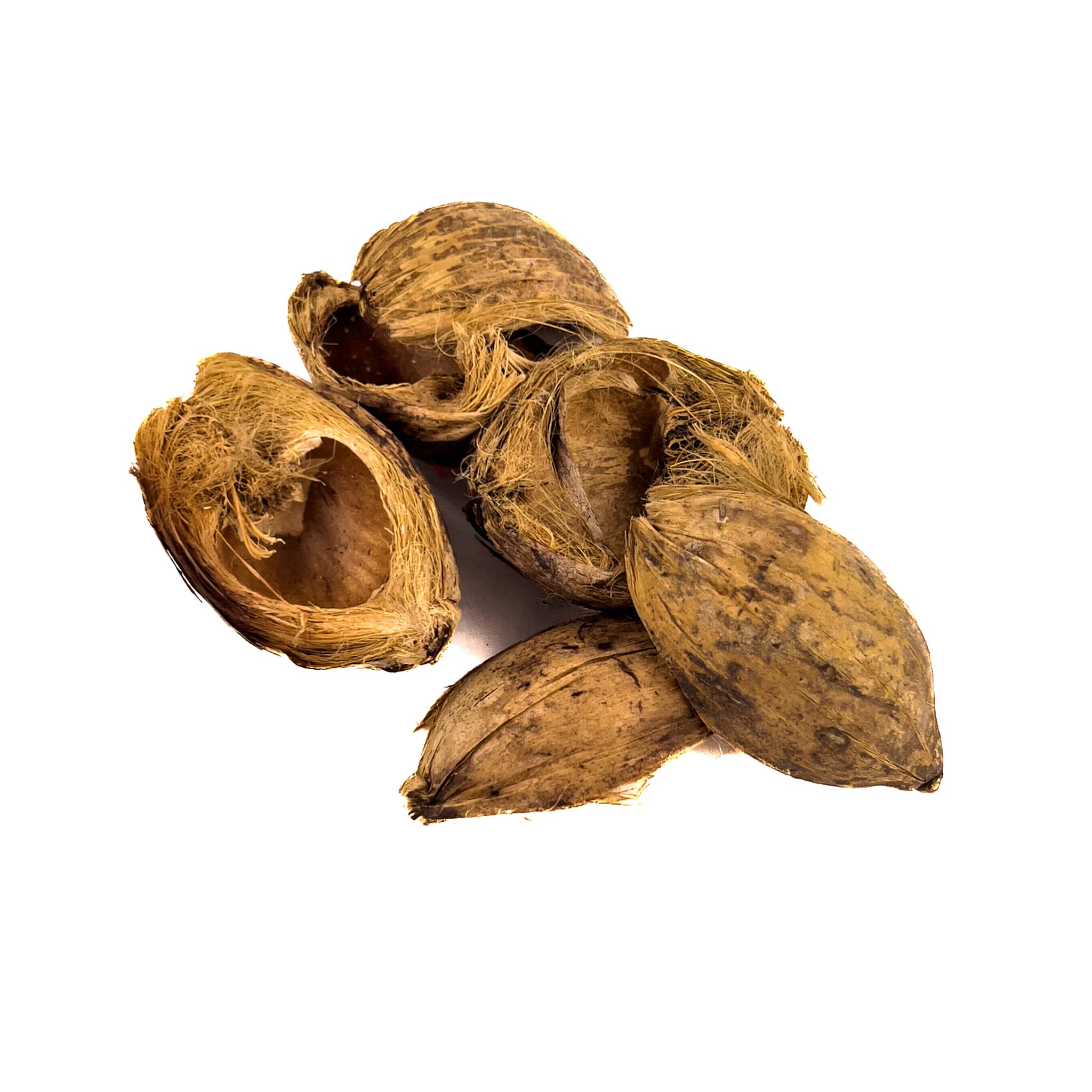 Betel Nut Pod for Blackwater Aquariums & Vivariums | Betta Botanicals ...