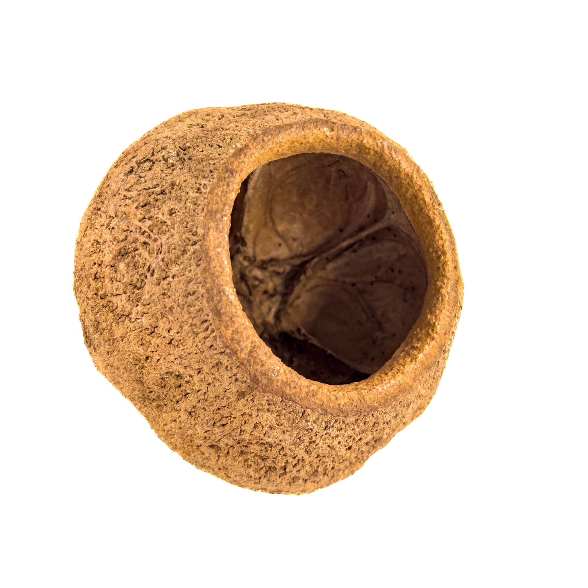 Sapucaia King Pod for Peruvian Blackwater Aquariums & Vivariums – Betta ...