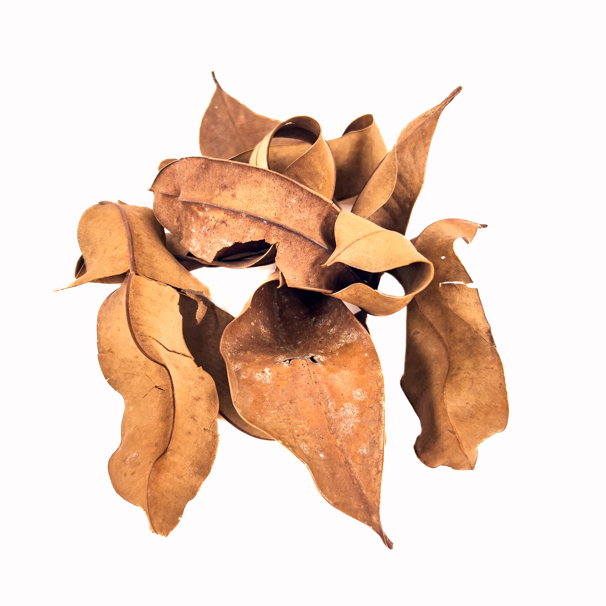 Marupa Leaf Litter for Peruvian Blackwater Biotopes | Betta Botanicals ...