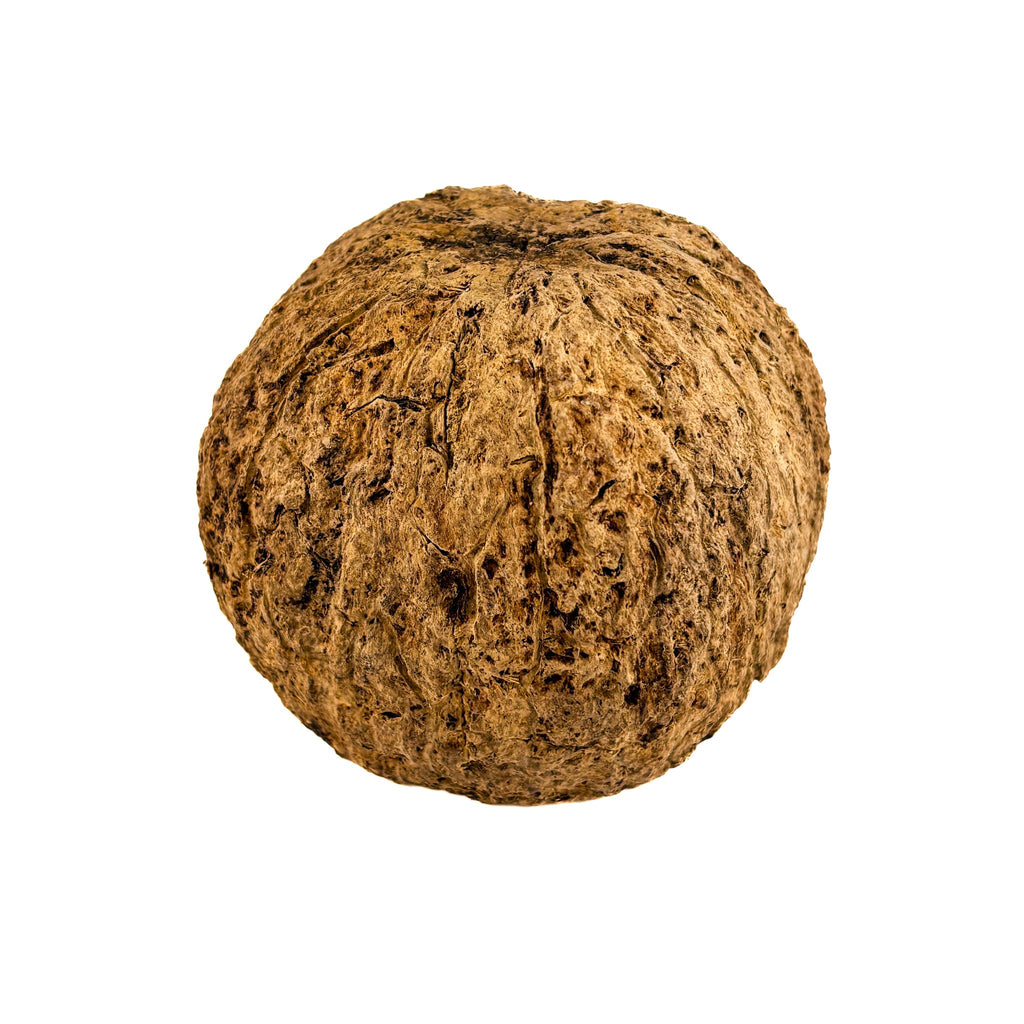 Ourico Mayan Nut Pods of the Peruvian Blackwater | Betta Botanicals ...