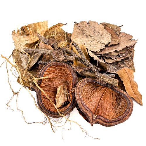 Floating Plants for Fish | Betta Botanicals – Betta Botanicals ...