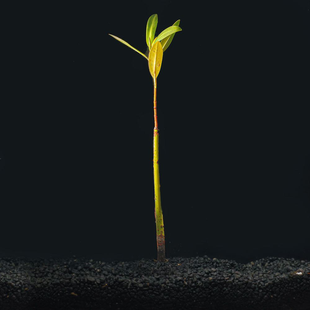 Red Mangrove Propagule Aquarium Plant | Rhyzophora mangle – Betta ...