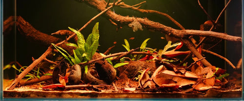 Little Bugs In My Fish Tank: Microfauna of The Botanical Method Aquari ...