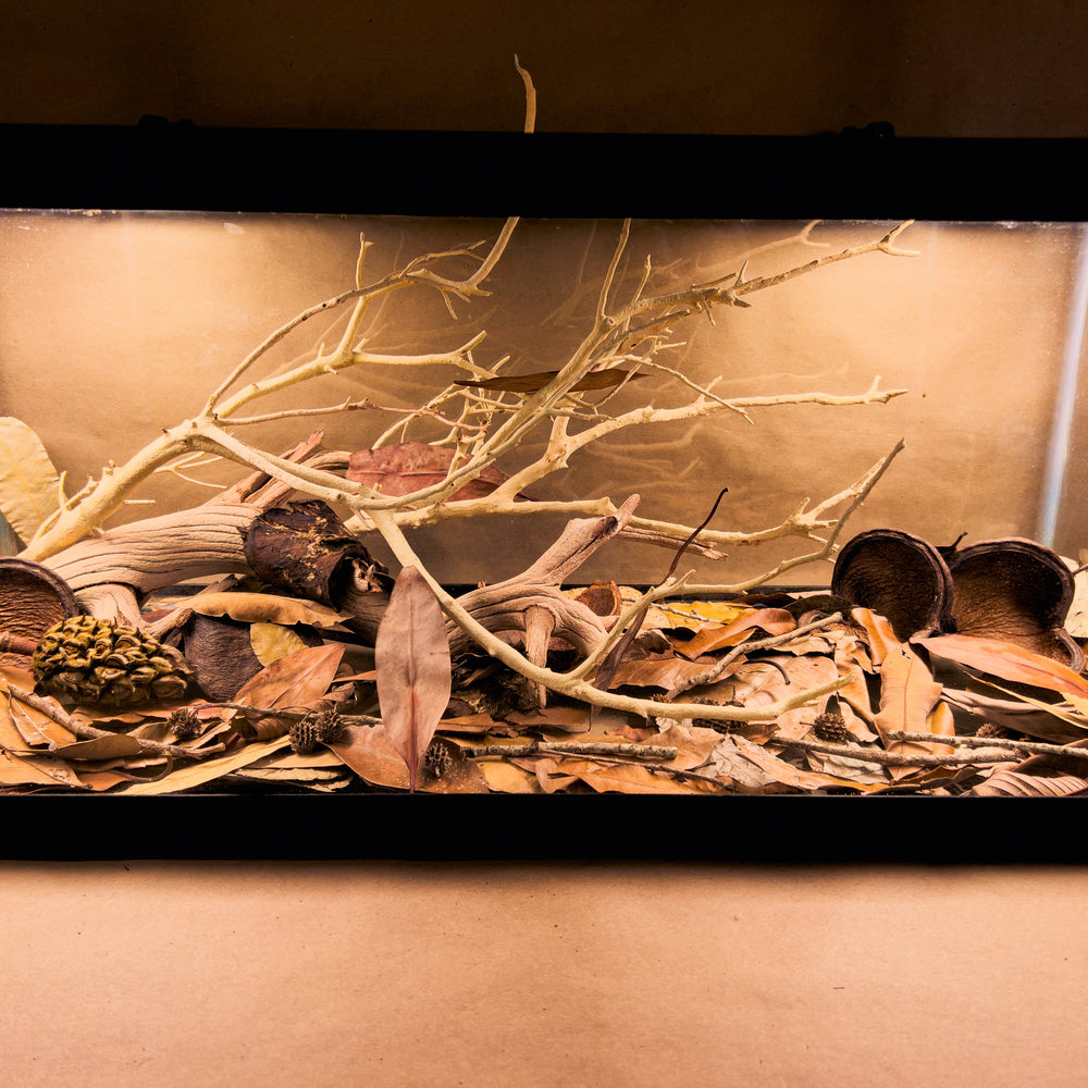 20 Gallon Ecosystem Kit | Betta Botanicals – Betta Botanicals | Natural ...