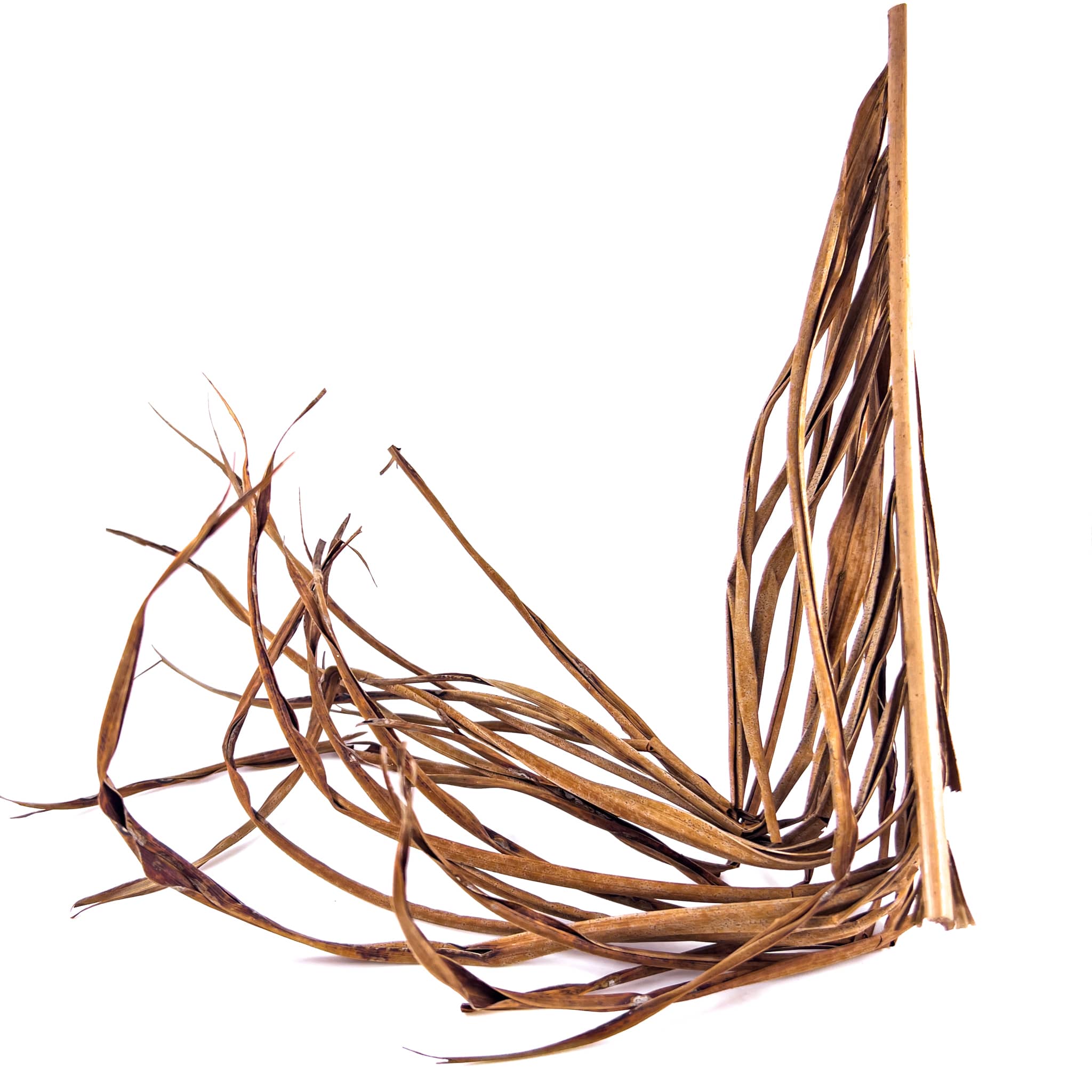 Areca Palm Fronds for Blackwater Aquariums | Betta Botanicals – Betta ...