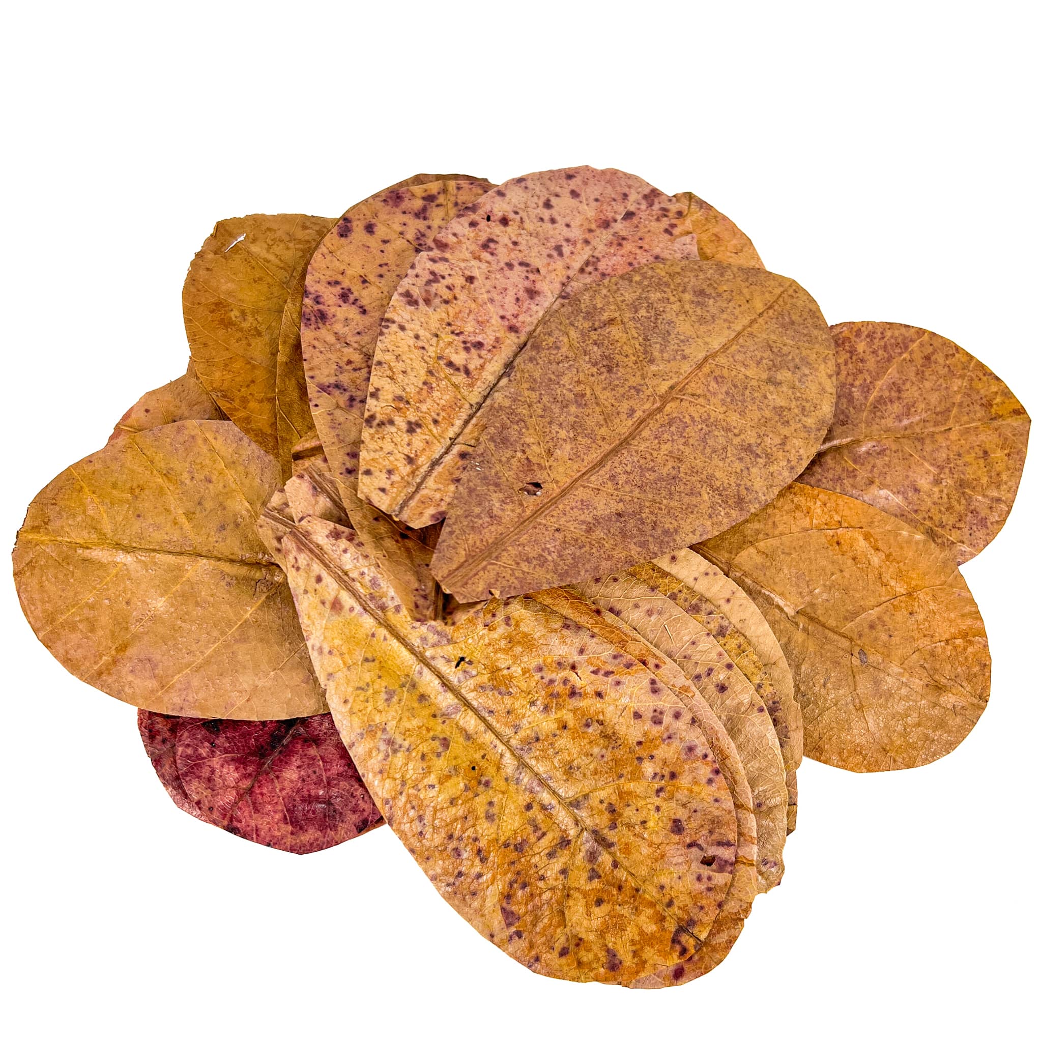 Catappa & Indian Almond Leaves for Bettas and Blackwater Aquariums ...