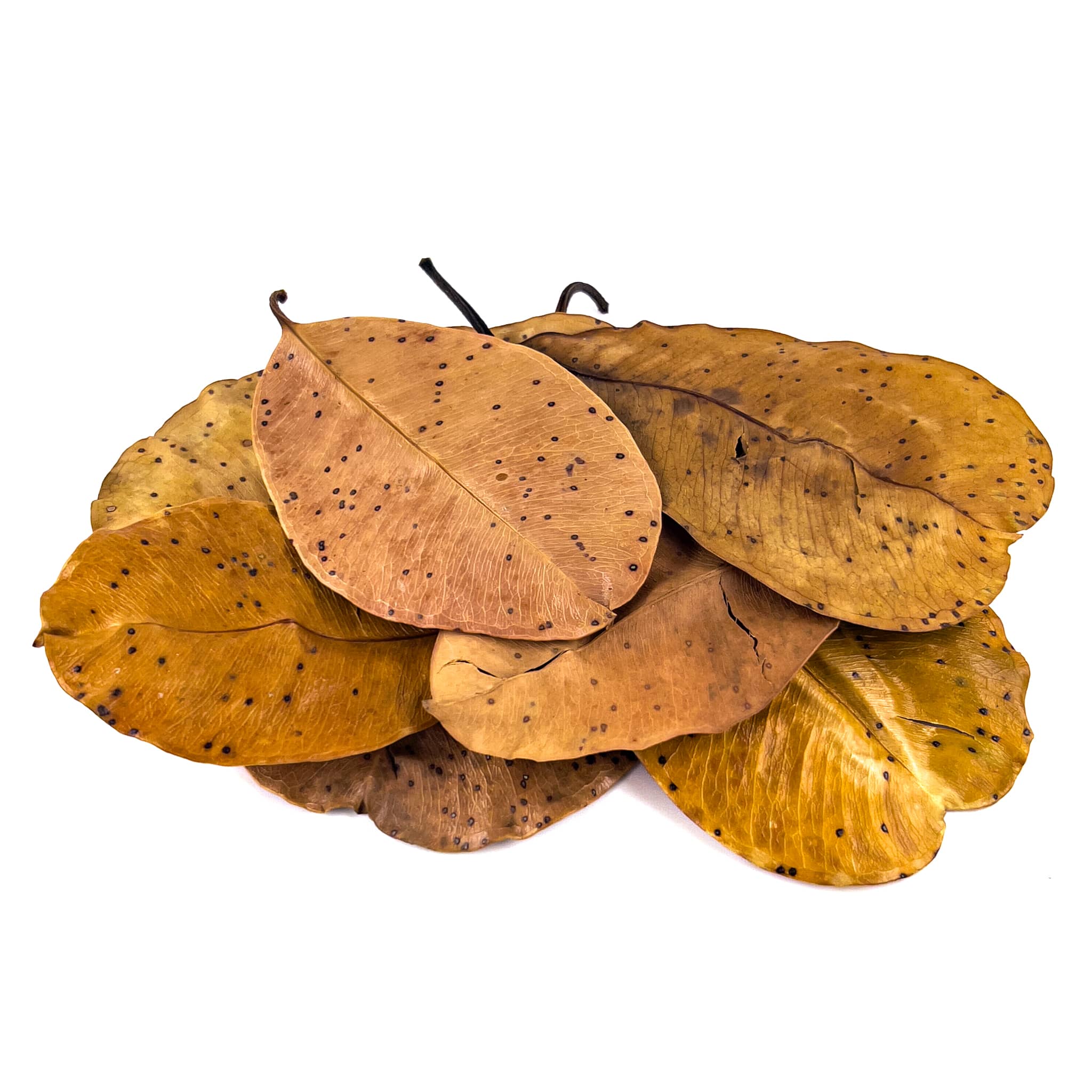 Jambolan Leaves for Southeast Asian Betta Biotopes | Betta Botanicals ...