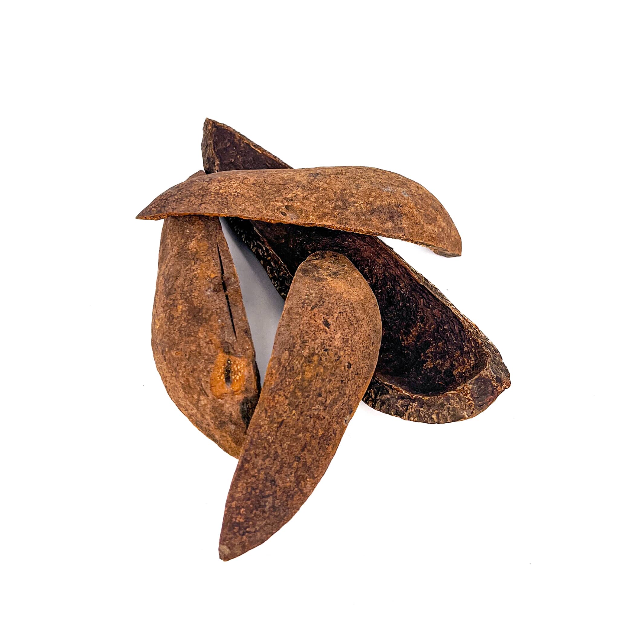 Mahogany Pods for Blackwater Aquariums & Vivariums | Betta Botanicals ...