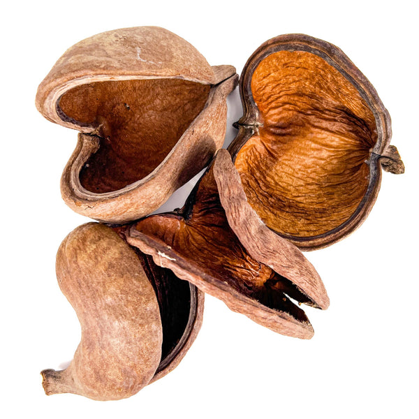 A Guide to Aquarium Botanicals for All Fish | Betta Botanicals – Betta ...